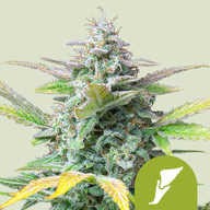 Cumpără semințe de canabis Quick One Auto - Royal Queen Seeds