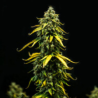 Cumpără semințe de canabis Royal Haze Auto - Royal Queen Seeds