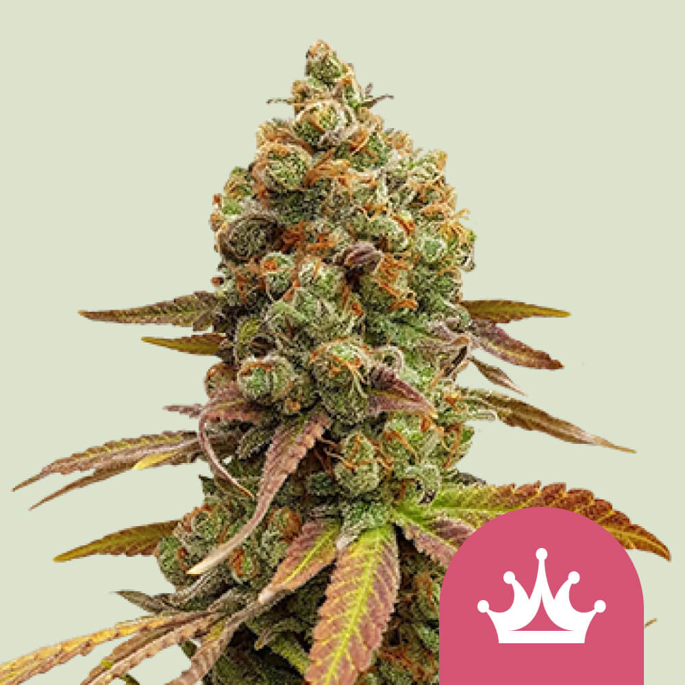 Cumpără semințe de canabis feminizate Special Queen 1 👑 - Royal Queen Seeds