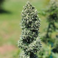 Cumpără semințe de canabis Royal Cookies Auto 🍪 - Royal Queen Seeds