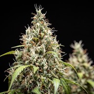 Cumpără semințe de canabis Cookies Gelato Auto - Royal Queen Seeds