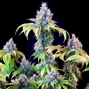 Cumpără semințe feminizate Dynamite Diesel - Royal Queen Seeds